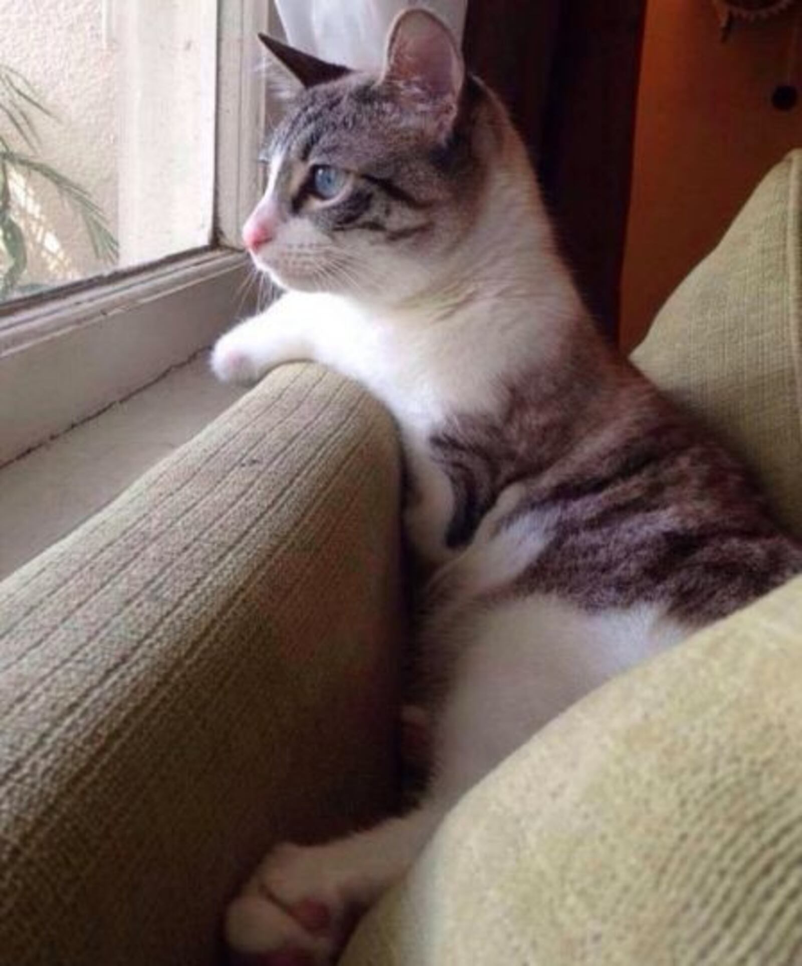 FOTOS: Ella es Sue Roux, la adorable "gatita conejo" – Publimetro Chile