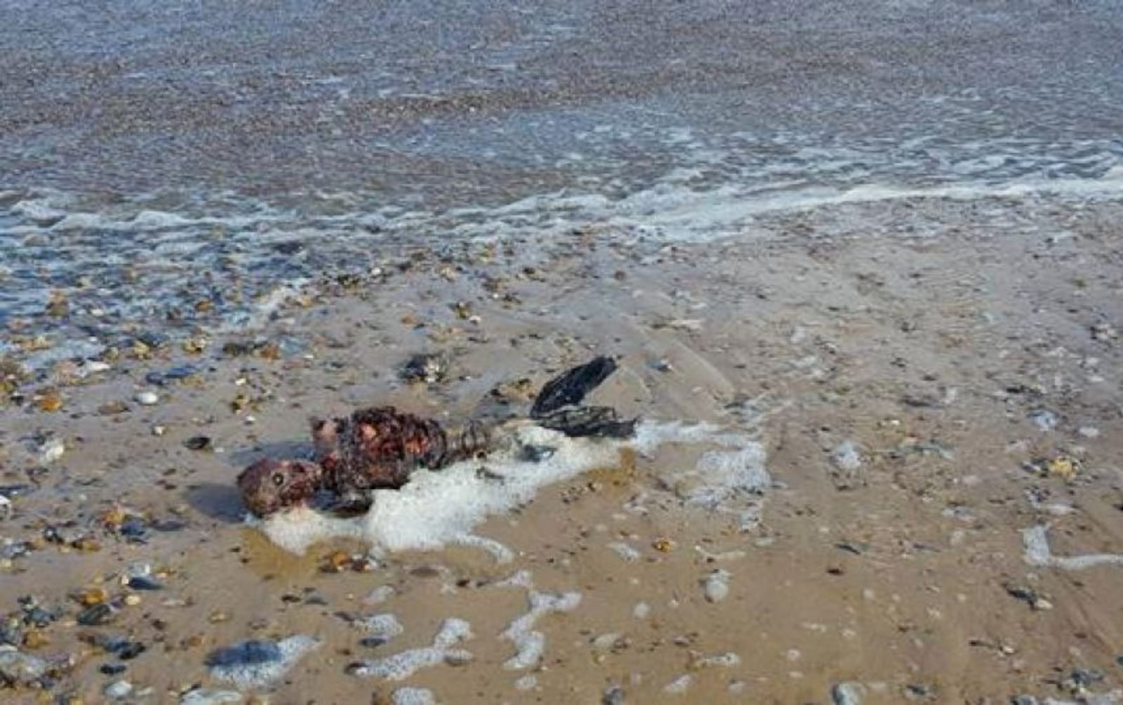 Revelan La Verdadera Historia Detrás Del Hombre Que Halló Una Sirena