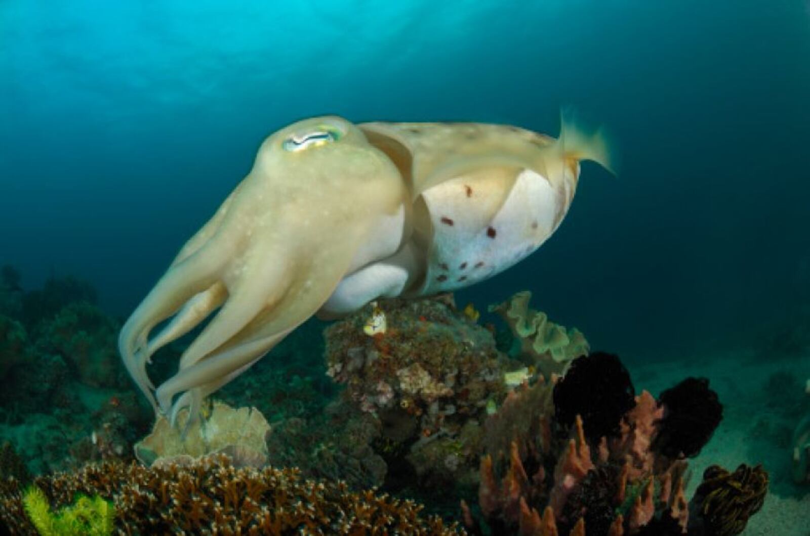 Utilizan jibia chilena en estudio para crear fármacos contra dolores ...