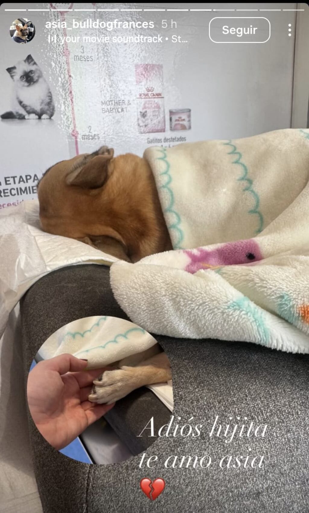 ¿De qué murió Asia, la perrita de Adriana Barrientos? Tenía 50% de posibilidad de sobrevivir ...