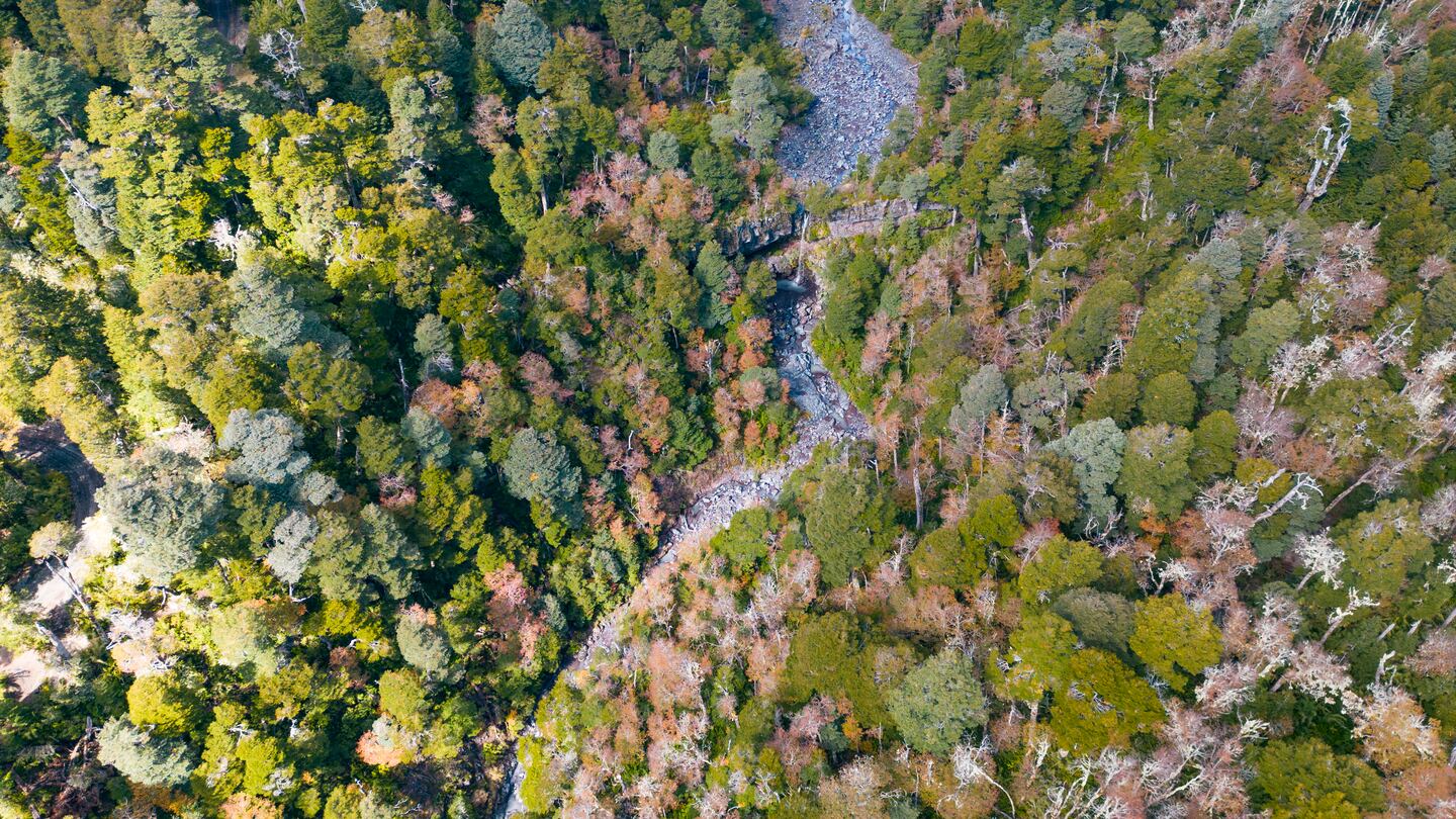 Vive Los Ríos: Reserva Biológica de Huilo Huilo, un refugio mágico para ...