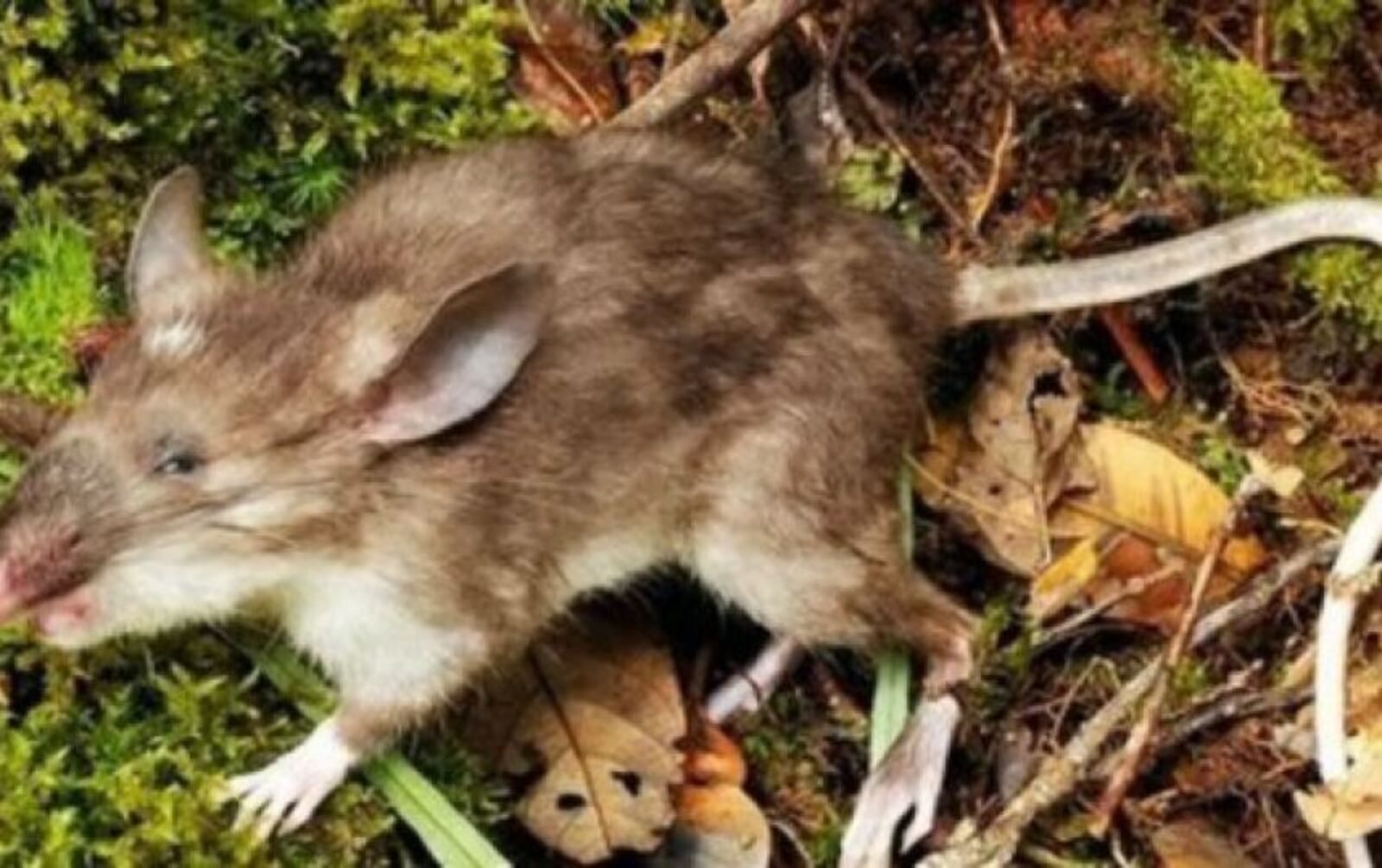 Sorpresivo descubrimiento de nuevo mamífero: el ratón con naríz de ...