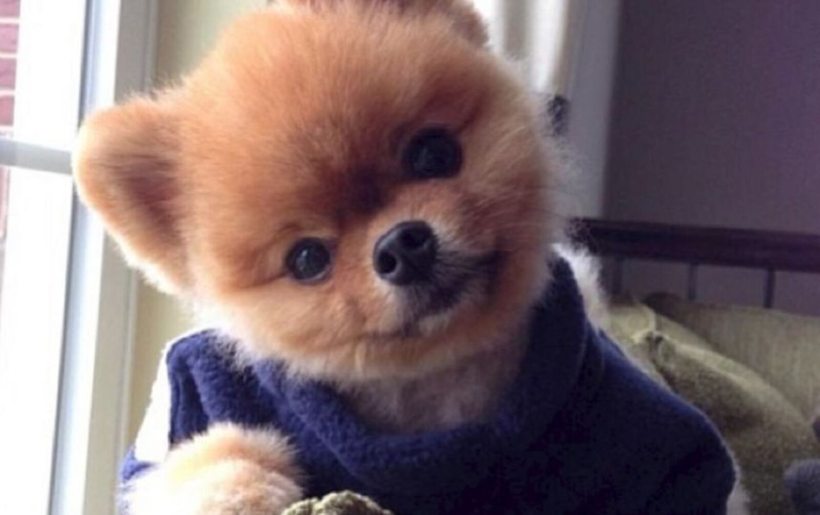 GALERÍA: Jiff, la nueva celebridad de Hollywood – Publimetro Chile