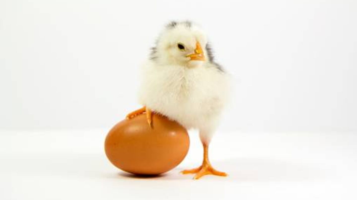 ¿qué Fue Primero El Huevo O La Gallina Al Fin La Ciencia Encontró La