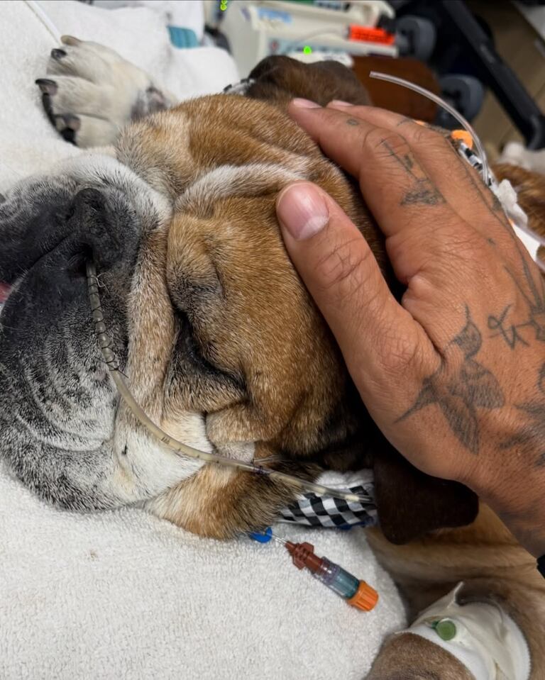 Lo que cobra el perro de Lewis Hamilton por un día de trabajo, ahora ...